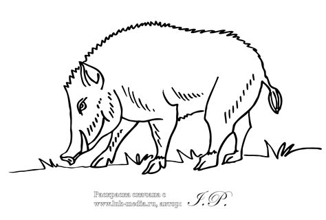 кабан Раскраски распечатать бесплатно.