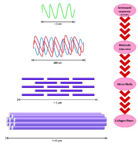 Type I Collagen Hierarchical Organization Download Scientific Diagram