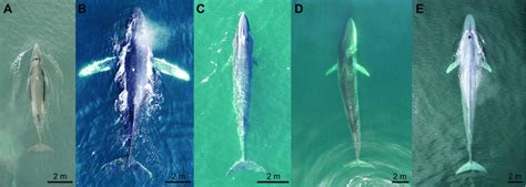 Representative Overhead Unoccupied Aerial System Uas Photographs And