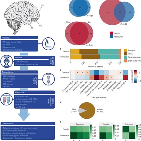 Large Scale Chromatin Accessibility Analysis In The Human Brain A Download Scientific Diagram
