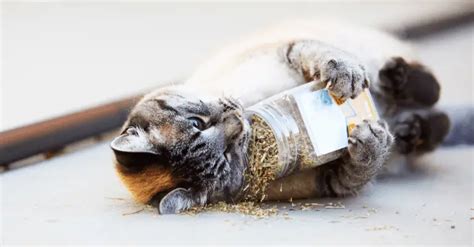 14 Fascinating Facts About Catnip The Catington Post 14 Fascinating Facts About Catnip The Catington Post