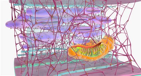 3d Cytoskeleton Structure Cell Turbosquid 1295229