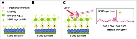 A Sers Substrate Modification By Antitarget Antibody B Target