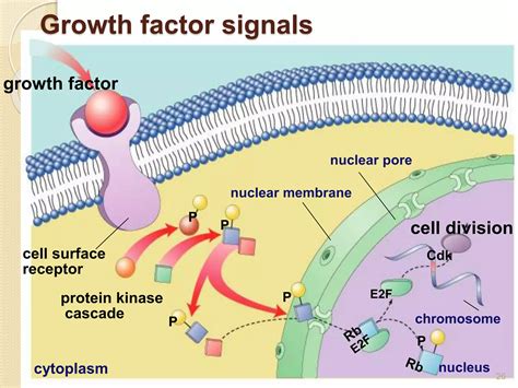 Regulation Of Cell Cycle By Chinmayi Upadhyaya Pptx