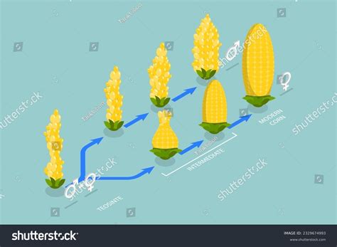 Artificial Selection Corn