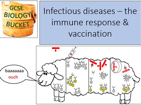 Aqa Gcse Biology Infectious Diseases The Immune System And Vaccination Teaching Resources