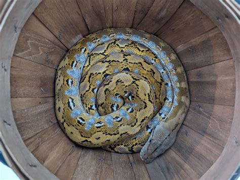 Looking For Chonk Chart For Superdwarf Reticulated Python Rreptiles