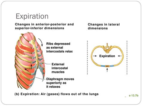 Ppt The Respiratory System Powerpoint Presentation Free Download