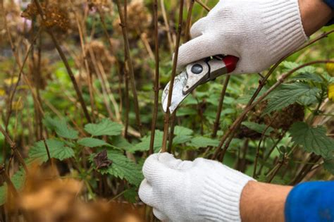 Pruning Hydrangea It Can Look Better And Produce Healthier Growth After A Trim Horticulture Pruning Hydrangea It Can Look Better And Produce Healthier Growth After A Trim Horticulture