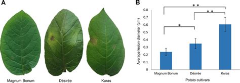Disease Severity Of Different Potato Cultivars To Early Blight Disease Download Scientific