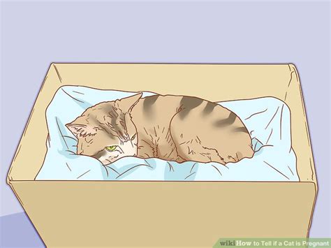 How To Tell If A Cat Is Pregnant Steps With Pictures