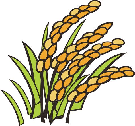 성숙한 작물 성숙한 쌀 성숙한 쌀 농작물 Png 일러스트 및 이미지 에 대한 무료 다운로드 Pngtree