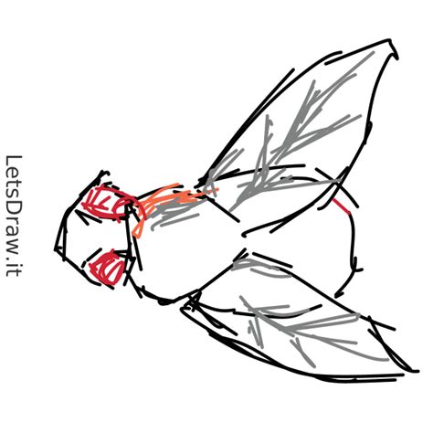 How To Draw Fly 5yw7nfoar Png LetsDrawIt