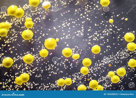Colonies Of Micrococcus Luteus Bacteria On Agar Plate Royalty Free Cartoon