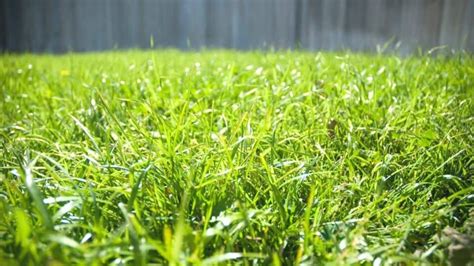 7 Reasons Why Bermuda Grass Turns Brown And How To Fix It