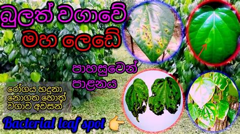බුලත් වගාව බැක්ටීරියා පත්‍ර පුල්ලි විනාශ යට පෙර අවදානය 👉 Betel