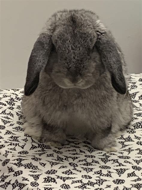 Came Home From Work To See Him Glaring At Me On My Bed 🥲 Rmurderbuns