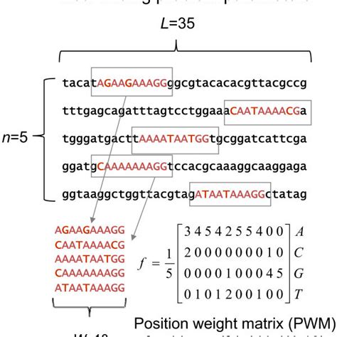 Dna Motif Finding Problem Parameters In This Example N 5 Sequences Download Scientific