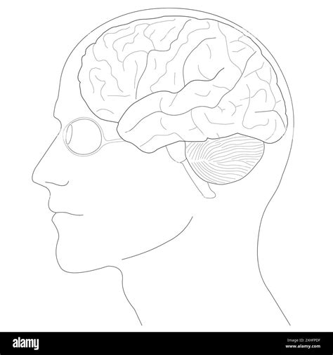 Human Brain Anatomy Structure Illustration Stock Vector Image And Art Alamy