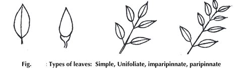 Leaf Structure Types Parts And Modifications Biology Ease