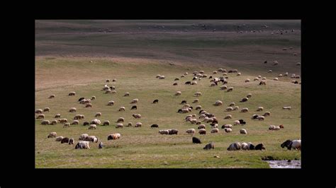Selenium Da Safari Tarayıcısını Kullanmak Ali Eren Ekinci