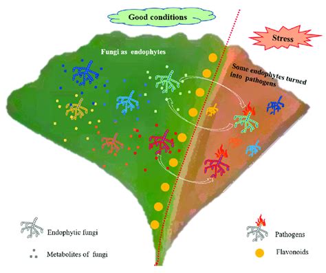 Schematic Diagram Of The Possible Relationships Between Endophytic