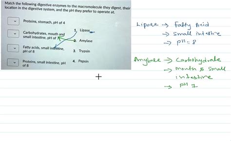 Solved Match The Following Digestive Enzymes To The Location In The Digestive System And The