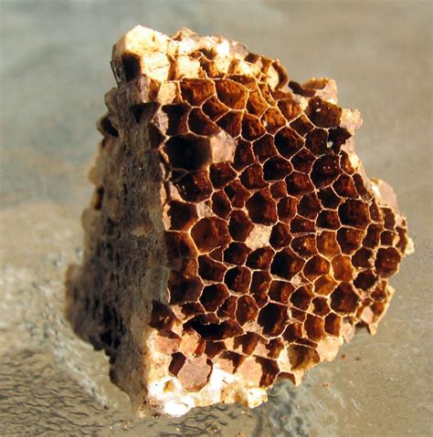 Wasp Nest Coral Fossil