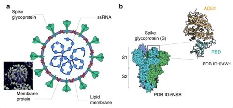 A Schematic Of A Sars Cov 2 Particle An Enveloped Ssrna Virus