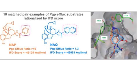 Model Of P Glycoprotein Ligand Binding And Validation With Efflux Craig Lindsley Phd Frsc