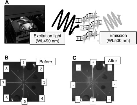Measurement Principle A Fluorescence Detection Of Amplified Dna Also