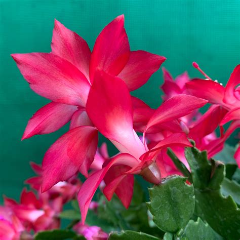 Zygocactus Air Plant Decor