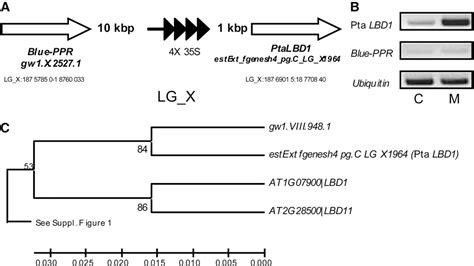 Figure 1 From Members Of The Lateral Organ Boundaries Domain