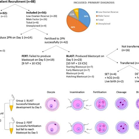 Recursive Partitioning Model To Predict Pregnancy Rate Download