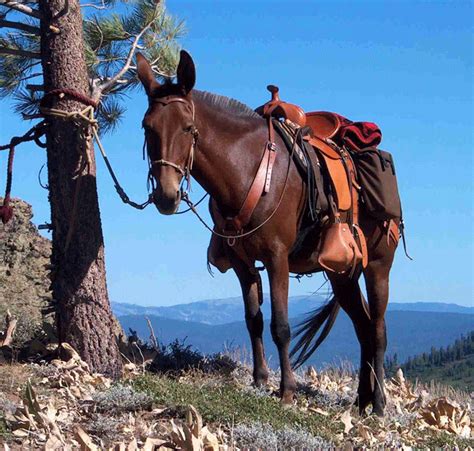 Mule