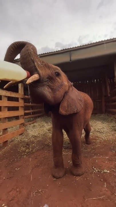 شیر خوردن بچه فیل Youtube