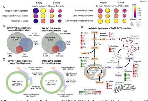 Figure 1 From Metabolic Regulation Of Sars Cov 2 Infection Semantic