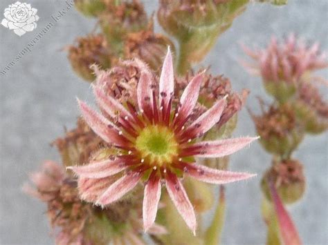 Grasshopper | Sempervivum-Liste