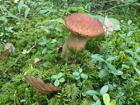 Cubensis Images Free Download On Freepik
