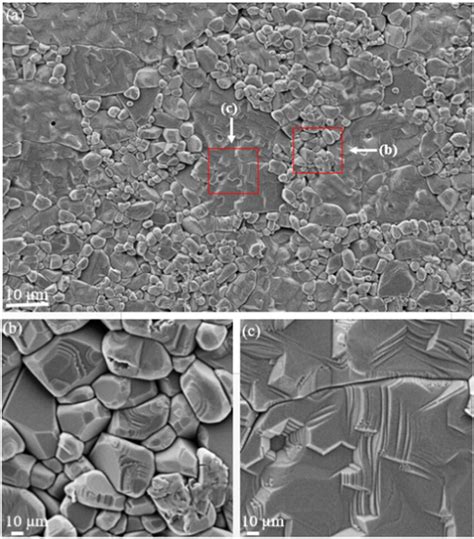 sem micrographs showing plain substrate morphology of macroporous