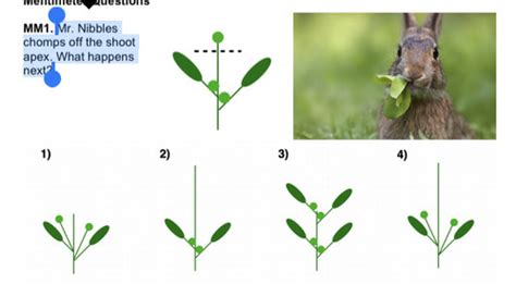Mm Qs Flashcards Quizlet Mm Qs Flashcards Quizlet
