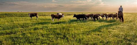 Managed Grazing 13 Things 2025 You Should Know