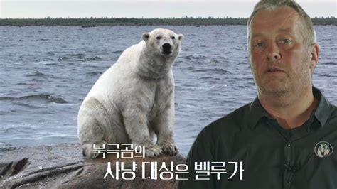 황당한 먹이사슬 벨루가의 새로운 천적 ‘북극곰 고래와나 Sbsstory Youtube