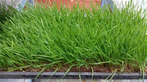 보리 밀의 성장과정 네이버 블로그