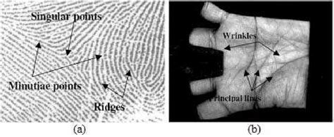 1 Palmprint Features In A A High Resolution Image And B A Low