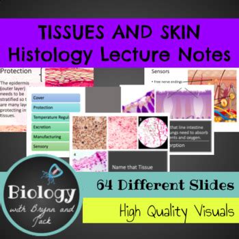 Tissues And Integumentary System PPT Notes By Biology With Brynn And Jack