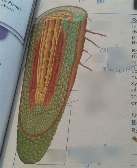 Root Structure Diagram Quizlet