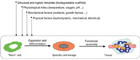 Developmental Paradigm Tissue Development And Remodeling In Vivo And