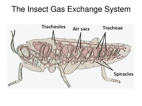What Is The Breathing Organ Of Grasshopper At Kai Chuter Blog