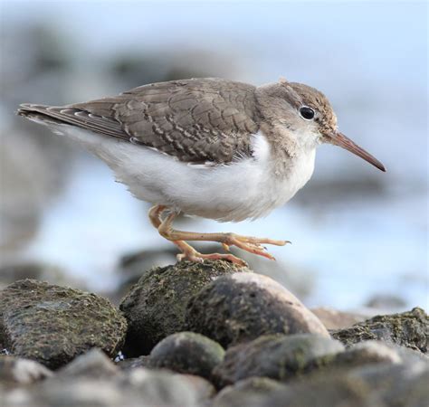 Details Spotted Sandpiper Birdguides